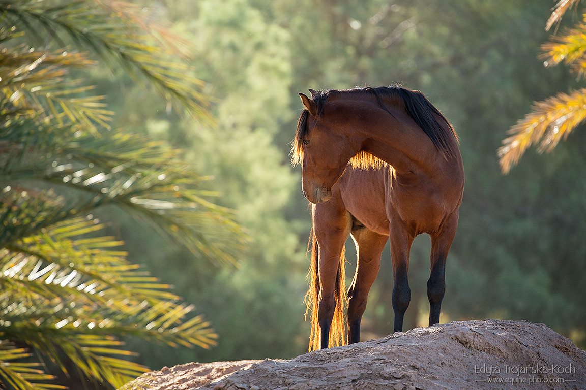 The best horse trails in Morocco - Maroc a cheval